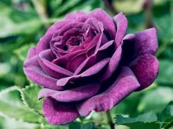 Ruža lilavi (20 semenki)
