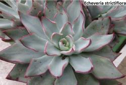 Echeveria strictiflora - 20 semenki