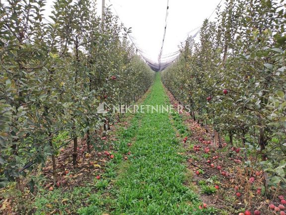 Plantaža jabuke na građevinskom zemljište 2,7 ha-Sl.Vinogradi
