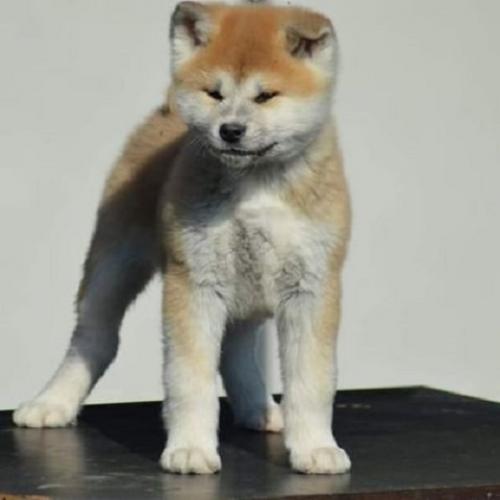 Akita Inu