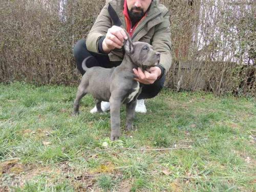 Cane Corso stenci