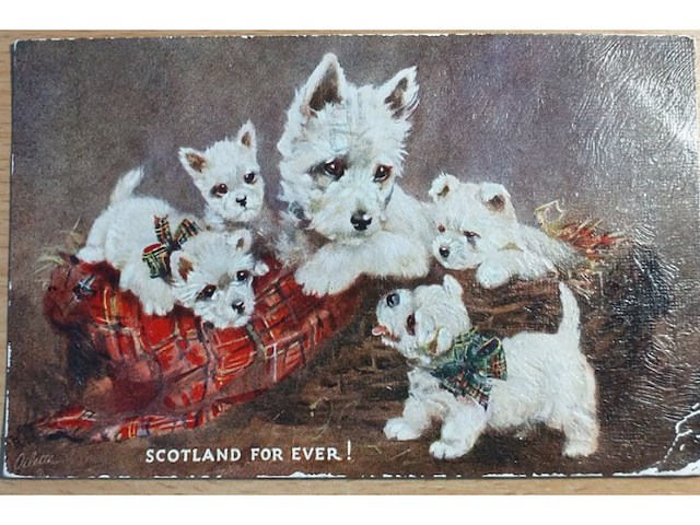 Psi Scotland for ever razglednica Škotska