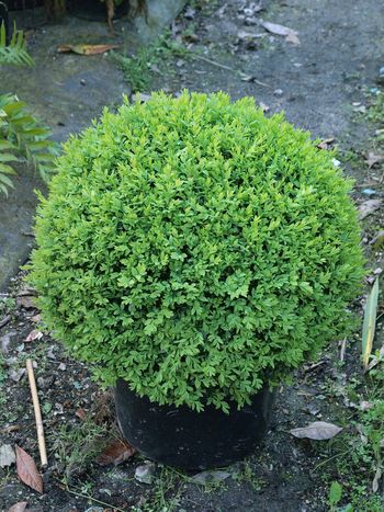 BUXUS SEMPERVIRENS – ŠIMŠIR 50CM