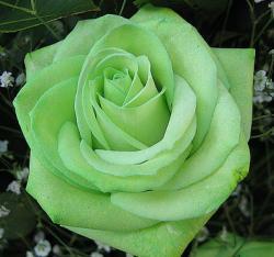 Zelena ruža (20 semenki)