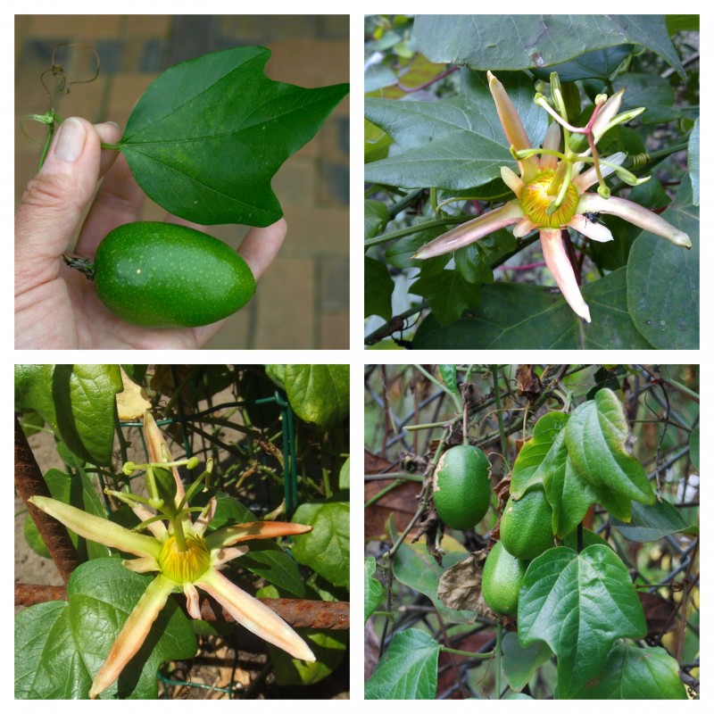 Passiflora herbertiana Seme