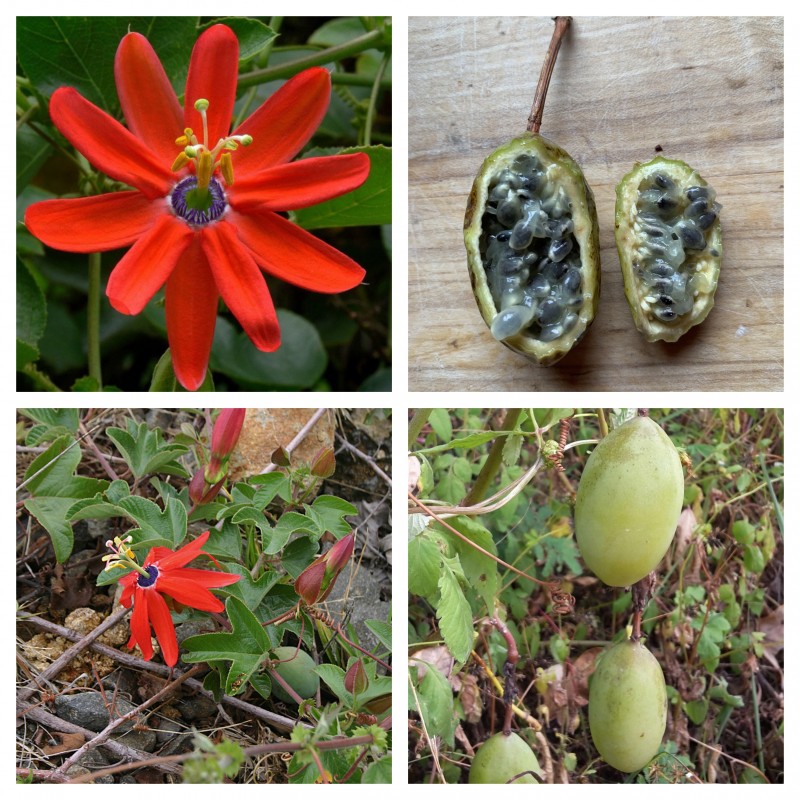 Seme crvene pasiflore (Passiflora manicata)