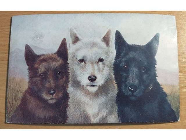Tri psa razglednica čestika 192?