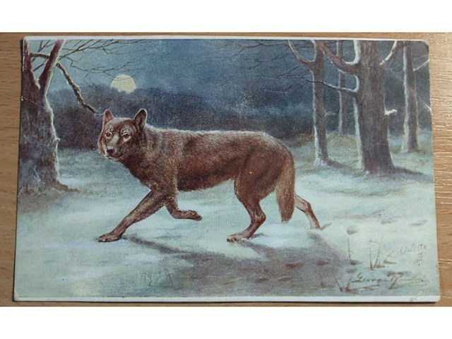 Obični vuk The Common Wolf Razglednica UK 1926