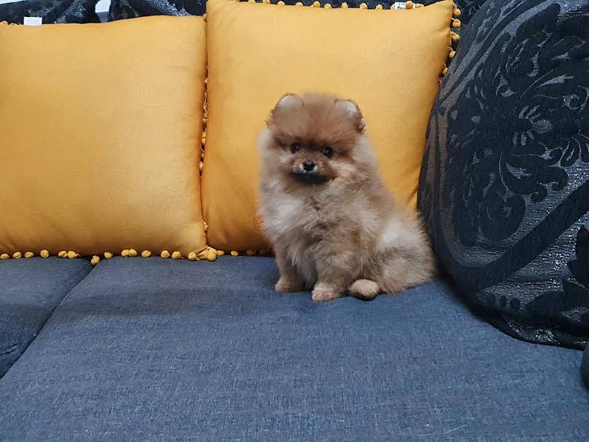 Pomeranac