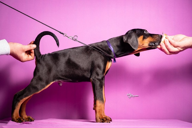 Doberman štenci