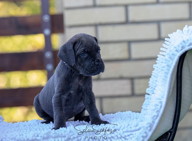 Cane corso