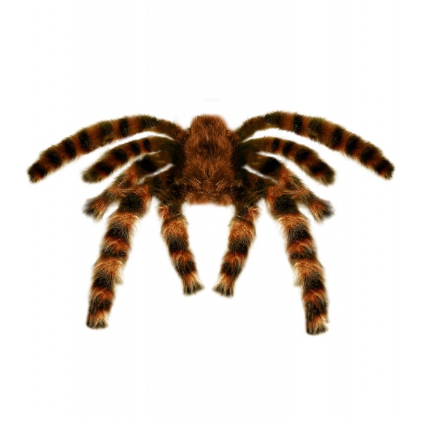 TARANTULA