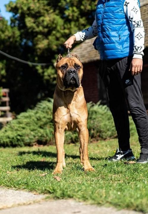 Cane corso, tigrasti muzijak