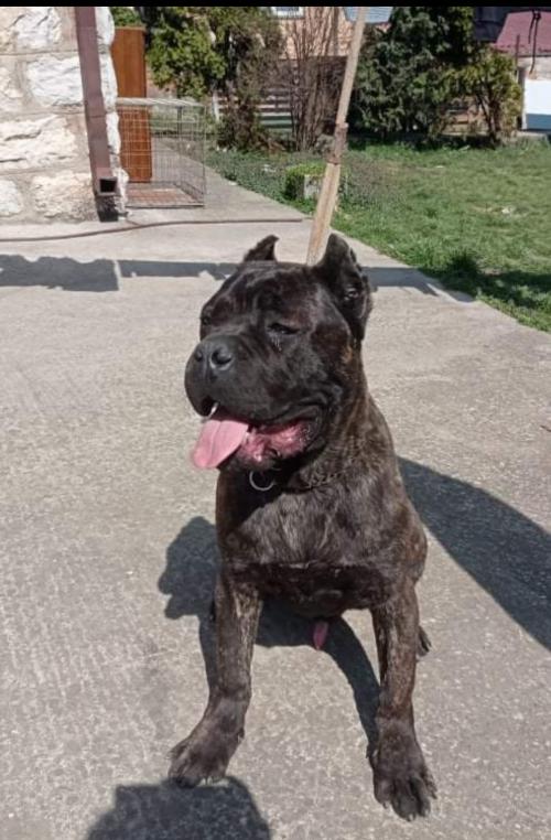 Cane Corso