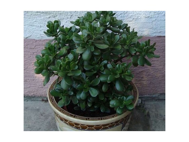 Japansko drvo, drvo novca (lat. Crassula ovata)