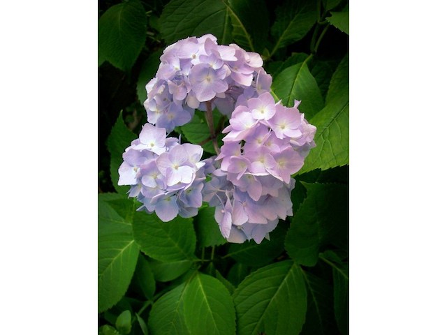 Hortenzija - Blue Hydrangeas