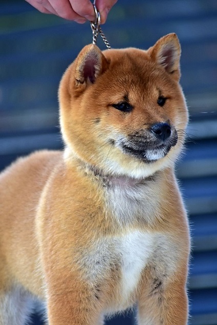 Shiba Inu stenci