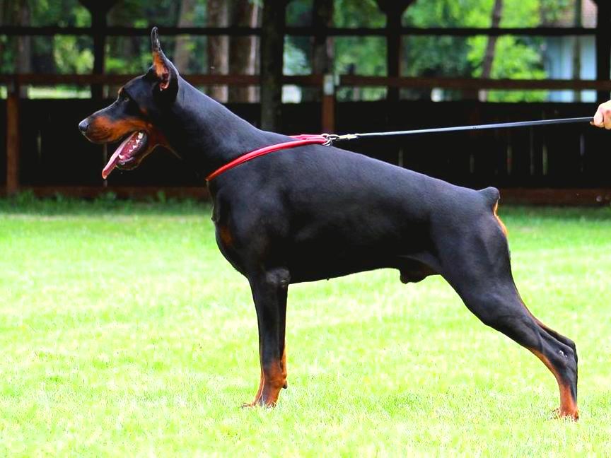 Doberman stenci