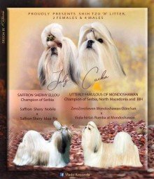 Shih tzu stenci vrhunskog kvaliteta