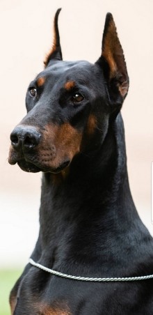 Doberman, mlada ženka