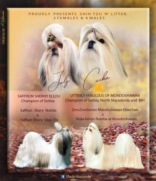 SHIH TZU stenci vrhunskog porekla