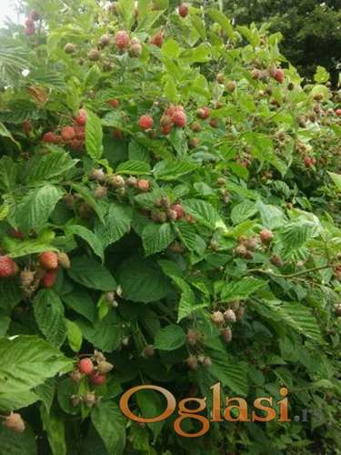 Sadnice maline vilamet (americki),fertodi,polka i glen empl