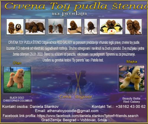 Crvena Toy Pudla