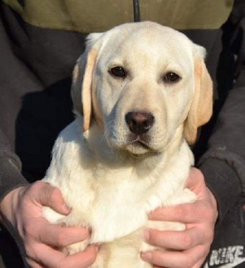 Labrador retriver