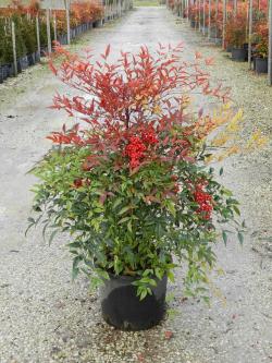 Nandina domestica (seme) Nebeski bambus