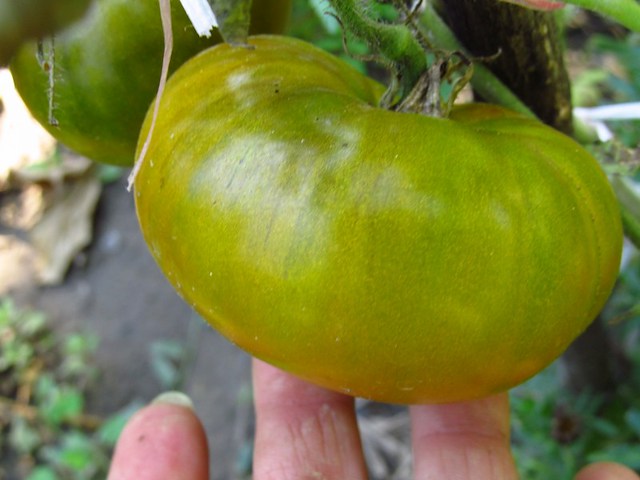 Cherokee green paradajz, seme 12 komada