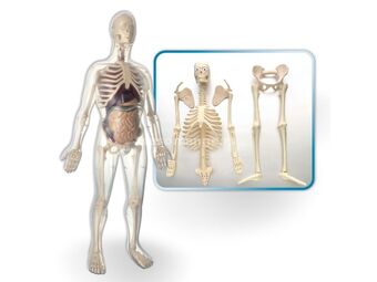 Anatomija ljudskog tela muškarac