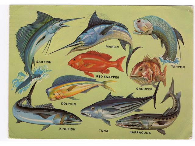 Razglednica životinje ribe, 2 kom