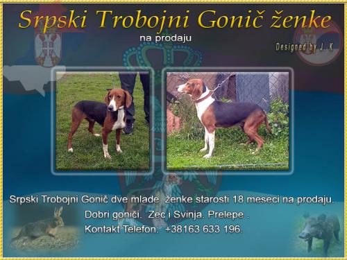 Srpski Trobojni Gonič