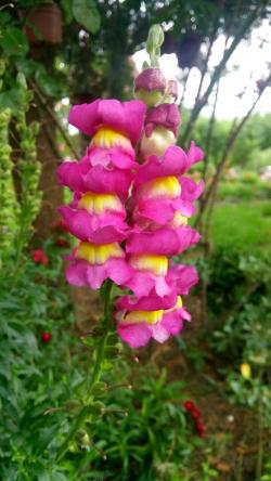 Antirrhinum majus-zevalice