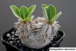 Pachypodium eburneum - 5 semenki