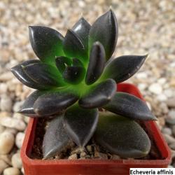 Echeveria affinis - 20 semenki