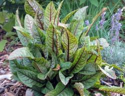 Rumex sanguineus