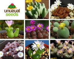 Conophytum mix - 20 semenki