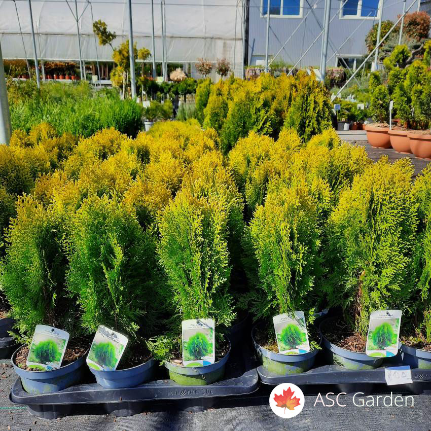 Thuja Aurea nana 45 cm