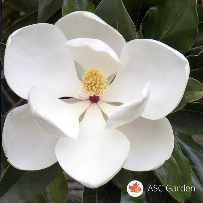 Zimzelena magnolija – Magnolia grandiflora 50 – 60 cm