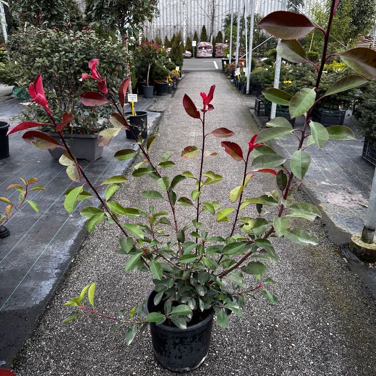 Photinia x fraseri ‘Red Robin’ žbunasta fotinija 100 cm