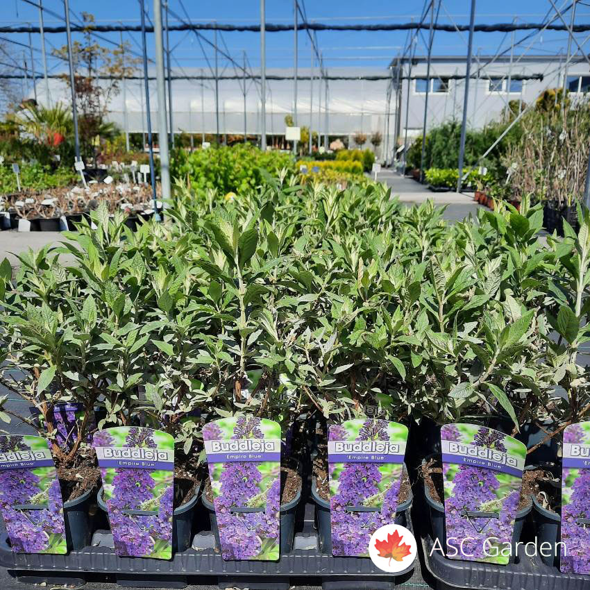 Buddleja davidii “Empire Blue” – Letnji jorgovan