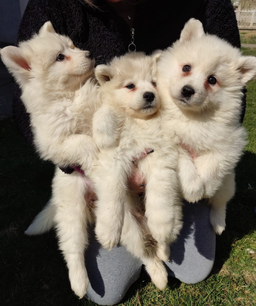 Samojed