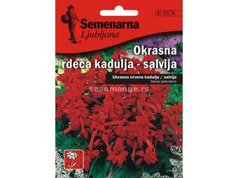 Baštensko cveće Plamena Kadulja - Žalfija - Salvia splendens 5174