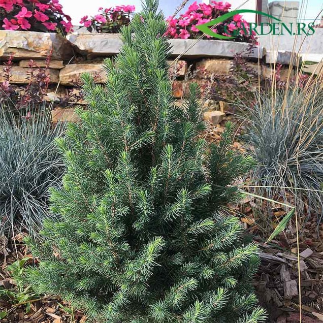 Conika-Picea glauca `Conica`