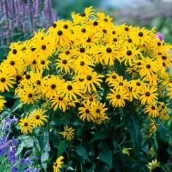 Rudbeckia zuta (seme)