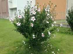 sirijska ruža/baštenski hibiskus