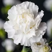 Seme za Karanfil šabo - beli - Dianthus caryophyllus 3225/6