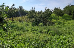 Prodajem Građevinsko Zemljište, Krušedol, Srem Okolica