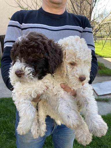 Lagotto stenci